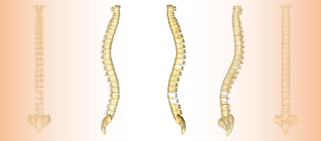 Spinal dysraphism - Osteopedia - il portale mondiale dell'osteopatia