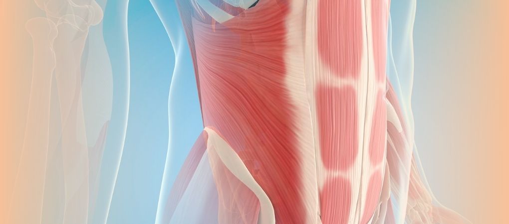 Diastasis recti abdominis - Osteopedia - il portale mondiale dell ...
